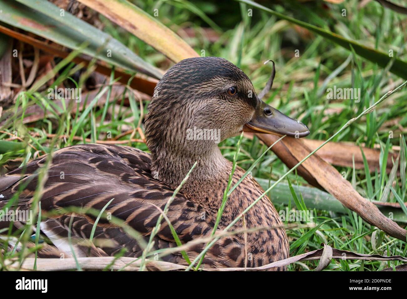 Duck at a park Stock Photo - Alamy