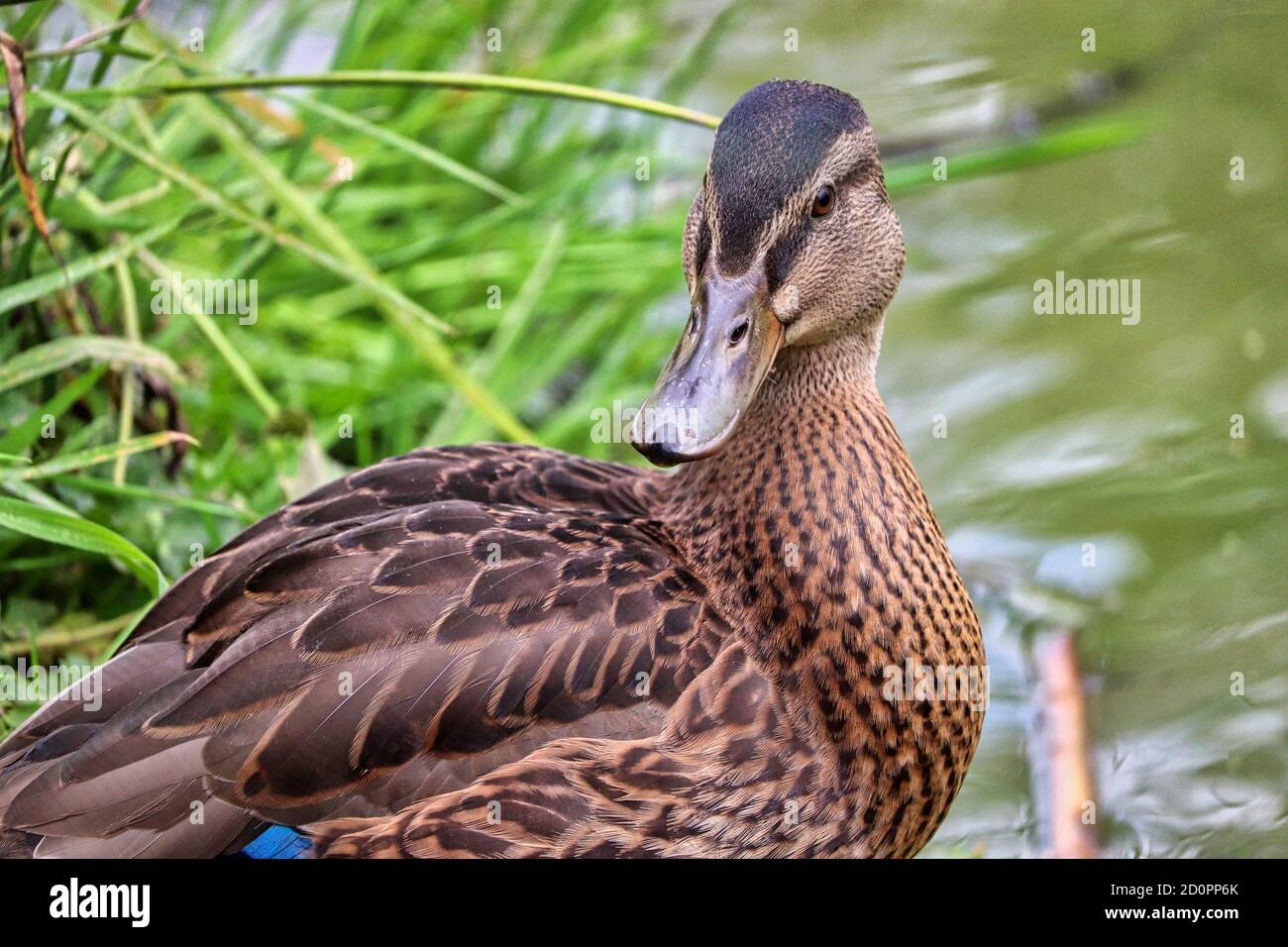 Duck Beak High Resolution Stock Photography and Images - Alamy