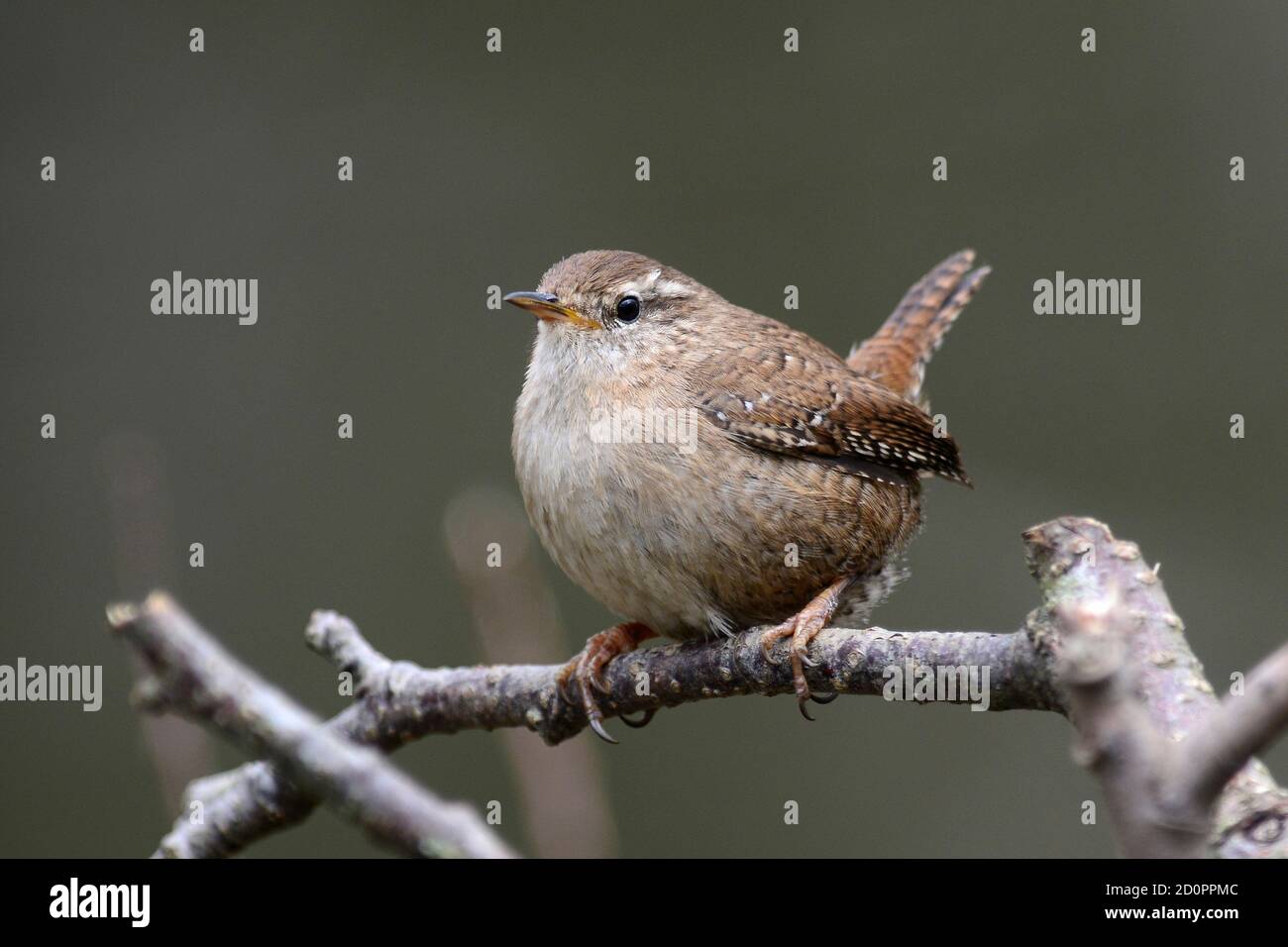 Native wren hi-res stock photography and images - Alamy