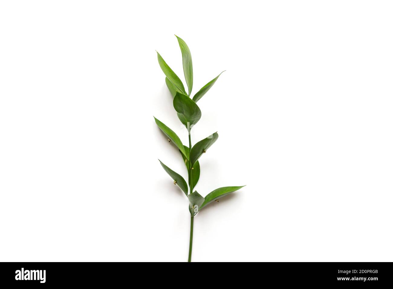 Ruscus plant hi-res stock photography and images - Alamy
