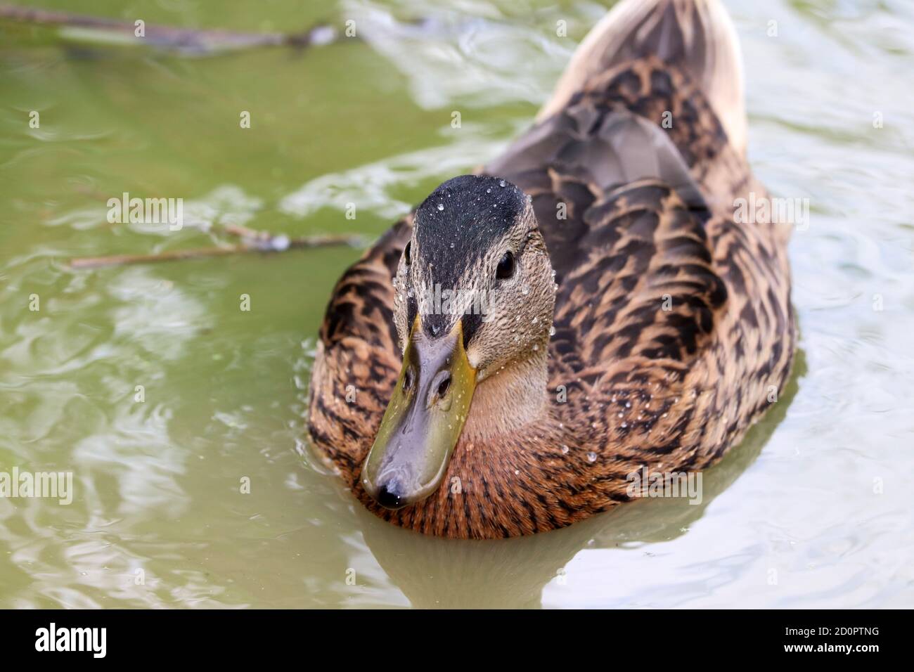Duck at a park Stock Photo - Alamy