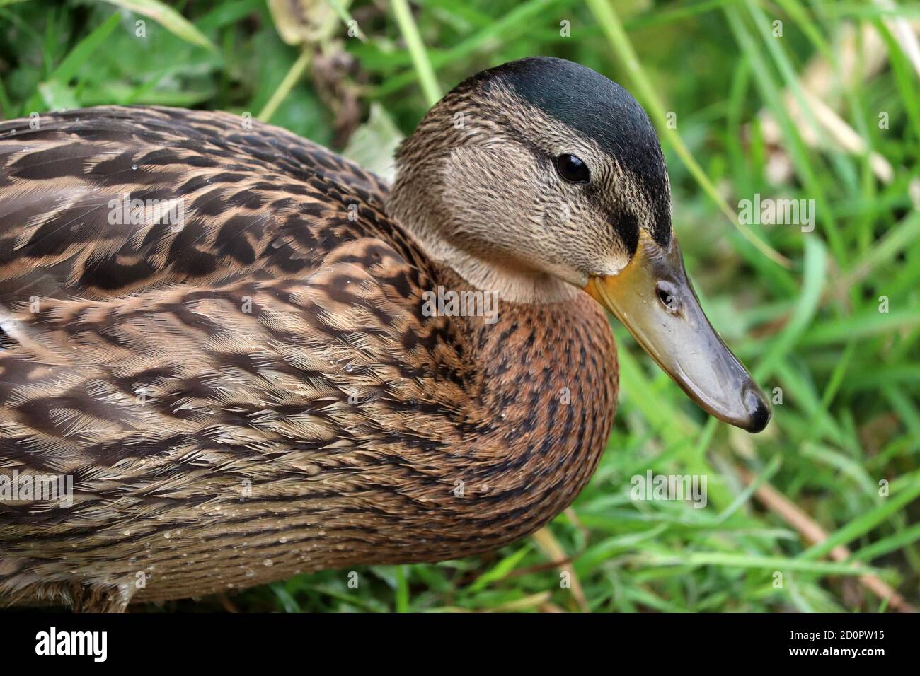 Duck Beak High Resolution Stock Photography and Images - Alamy