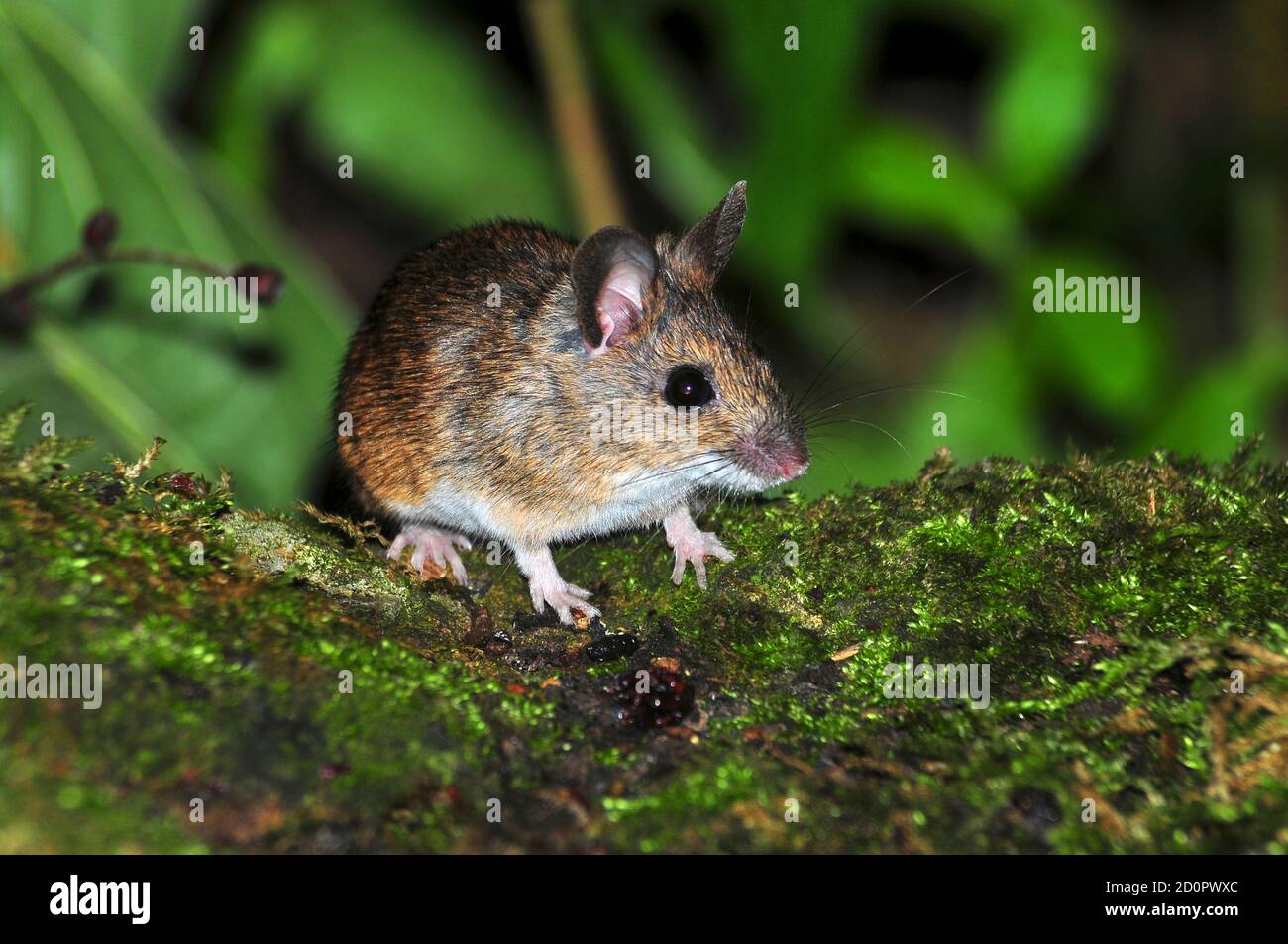 wood mouse apodemus sylvaticus Stock Photo - Alamy