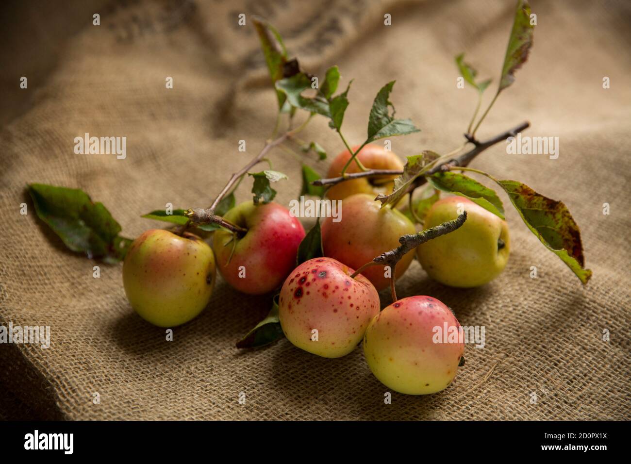 Throwing apple hi-res stock photography and images - Alamy