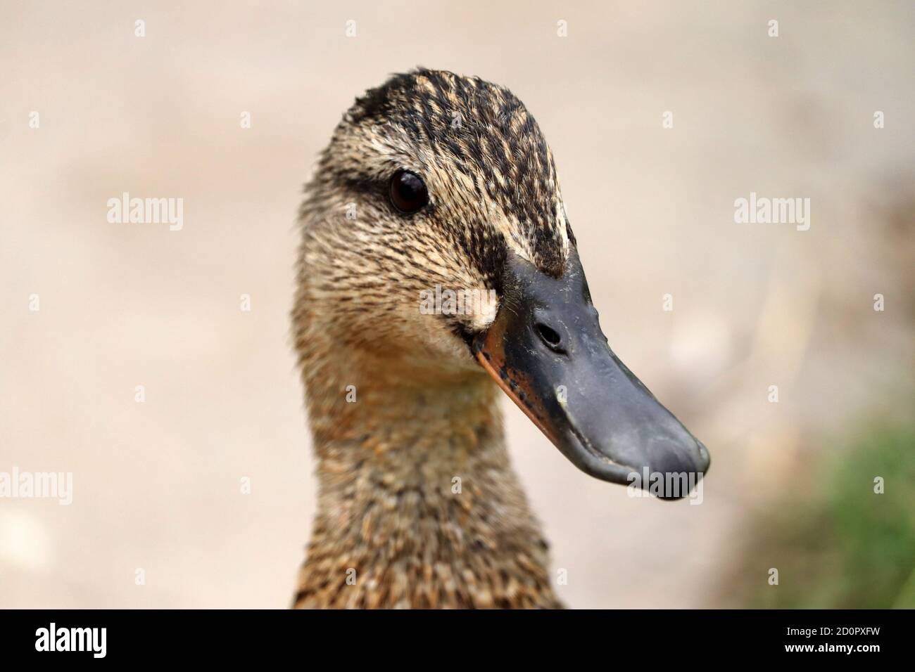 Duck park hi-res stock photography and images - Alamy