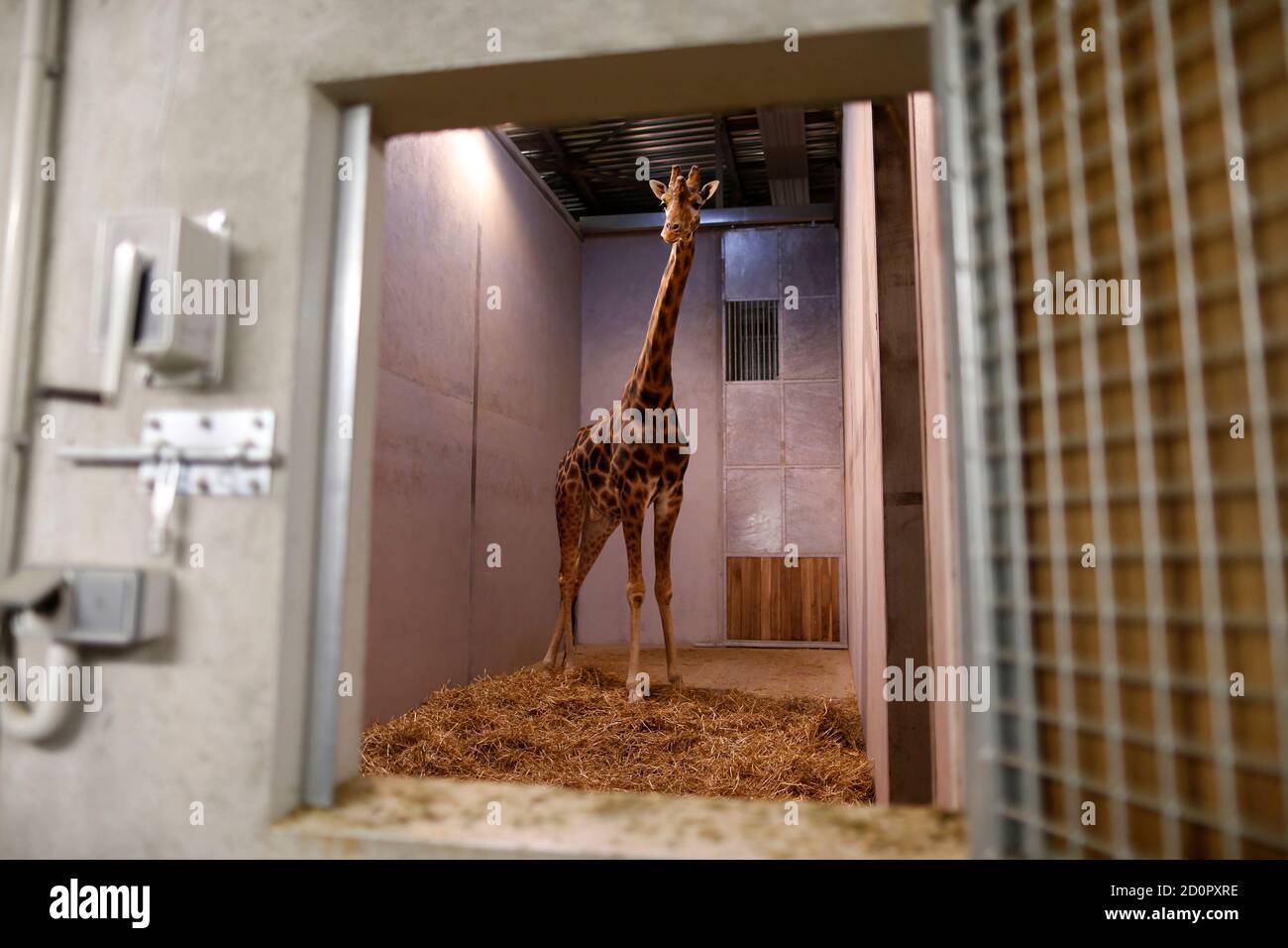 Giraffe through window hi-res stock photography and images - Alamy