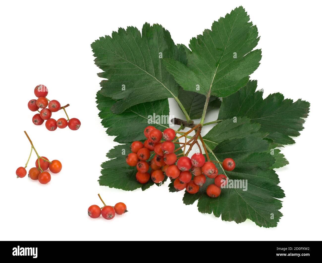 Rowan leaf Cut Out Stock Images & Pictures - Alamy
