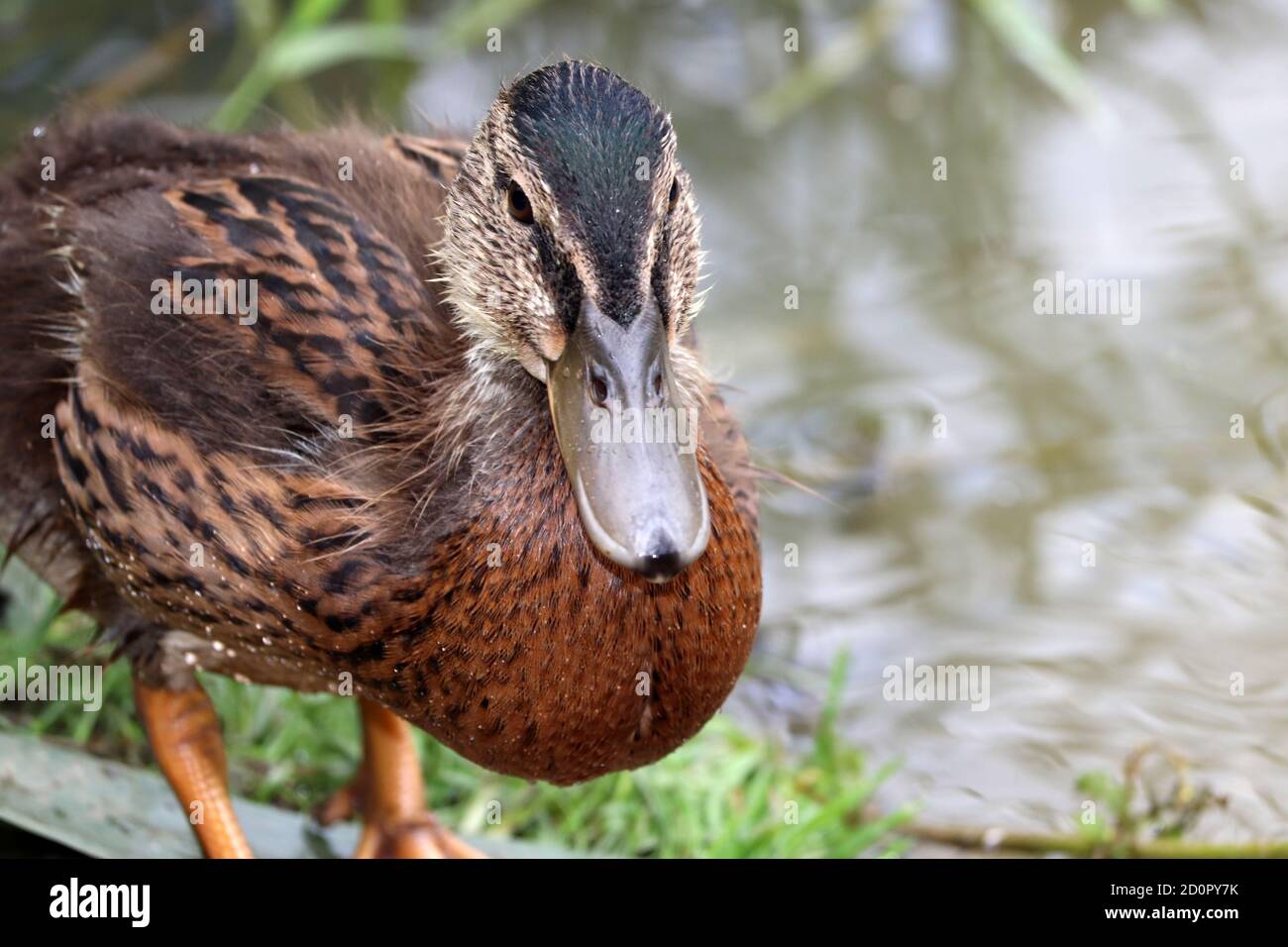 Duck at a park Stock Photo - Alamy