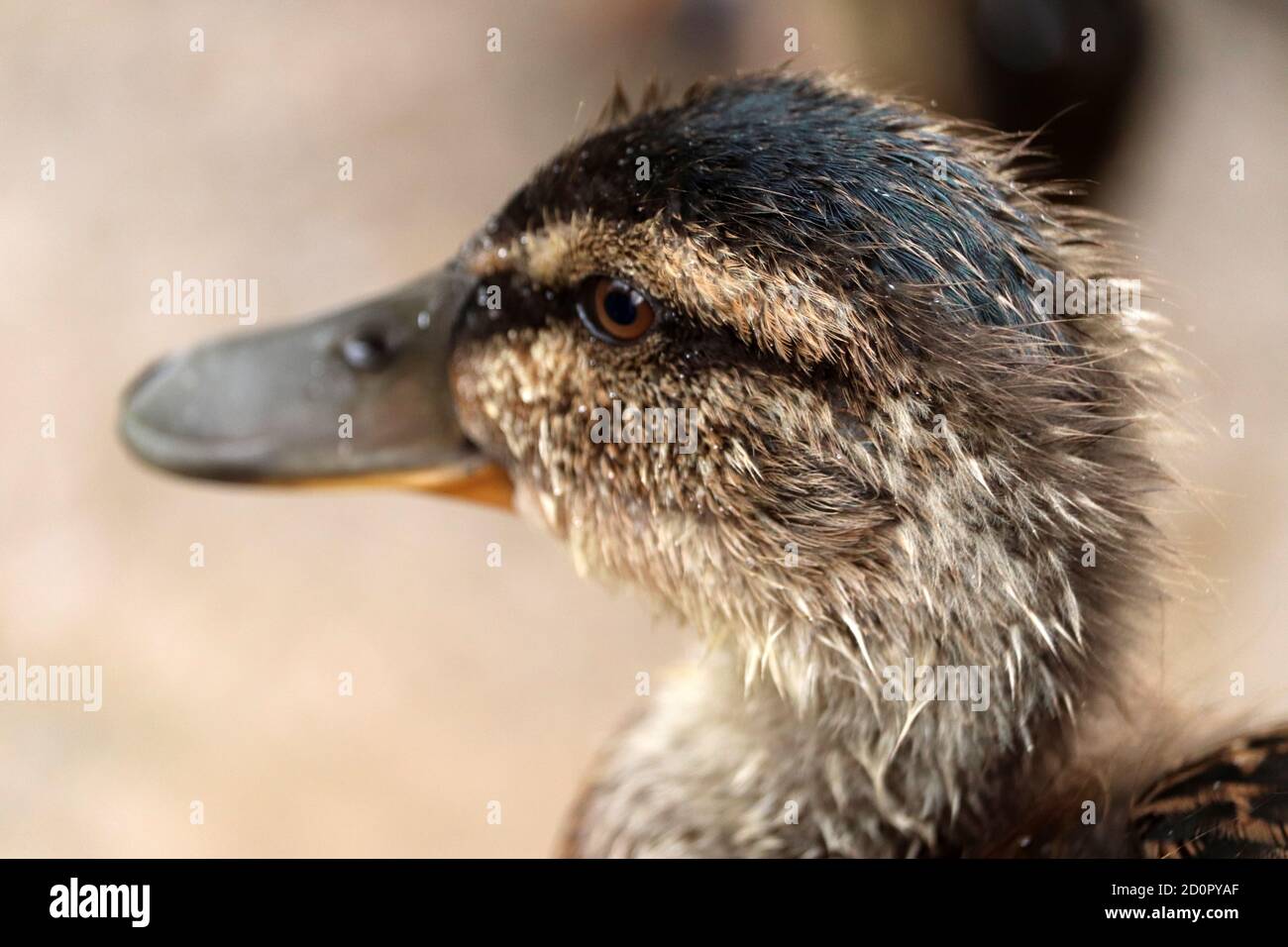 Duck at a park Stock Photo - Alamy
