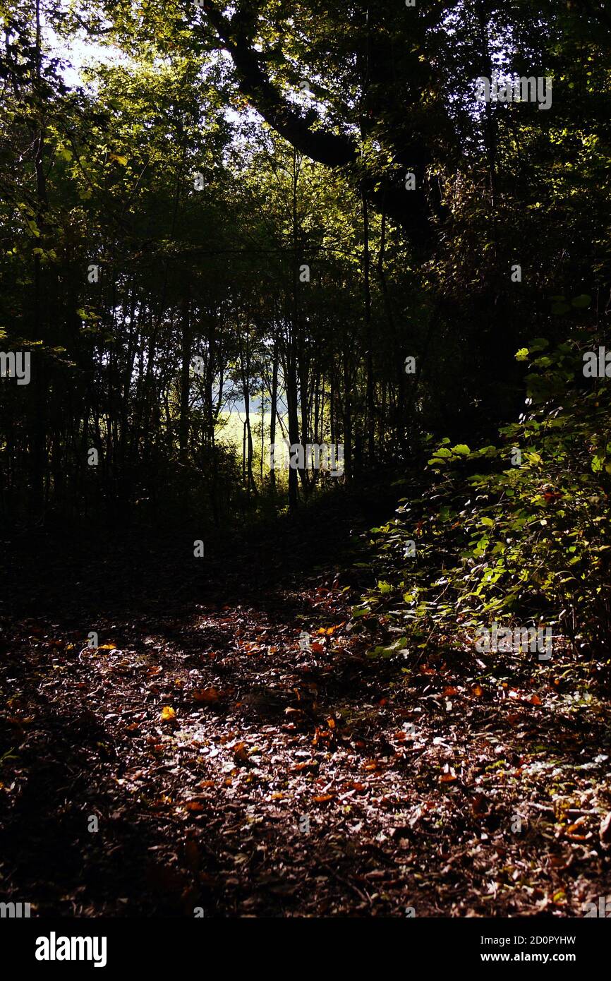 Red and bronze autumn colour hi-res stock photography and images - Alamy