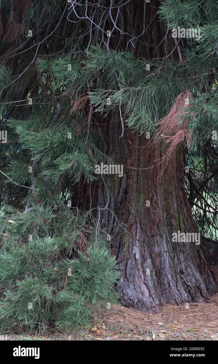 a beautiful Trunk of a Sequoia tree Stock Photo - Alamy