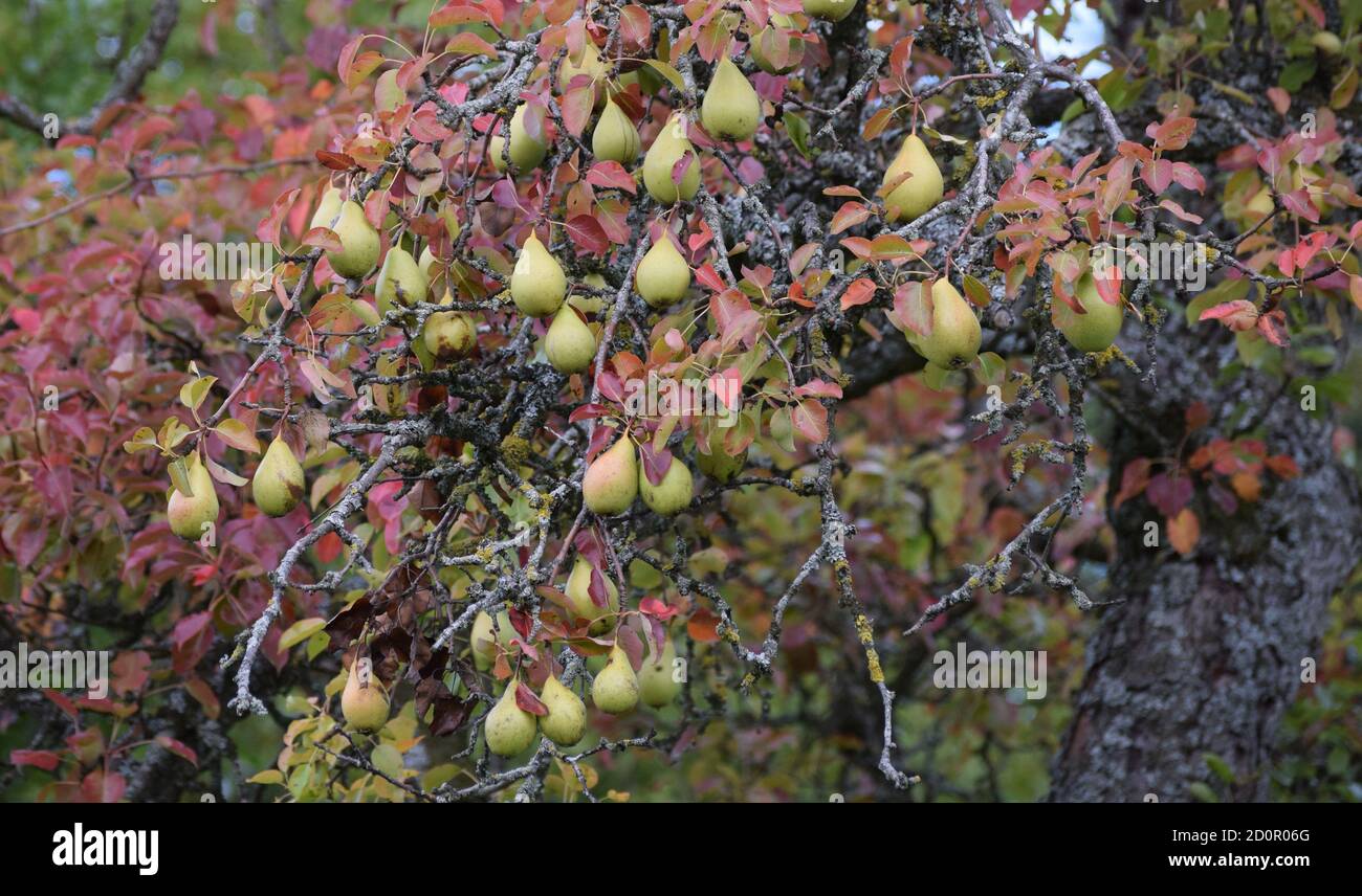 Old pear varieties hi-res stock photography and images - Alamy