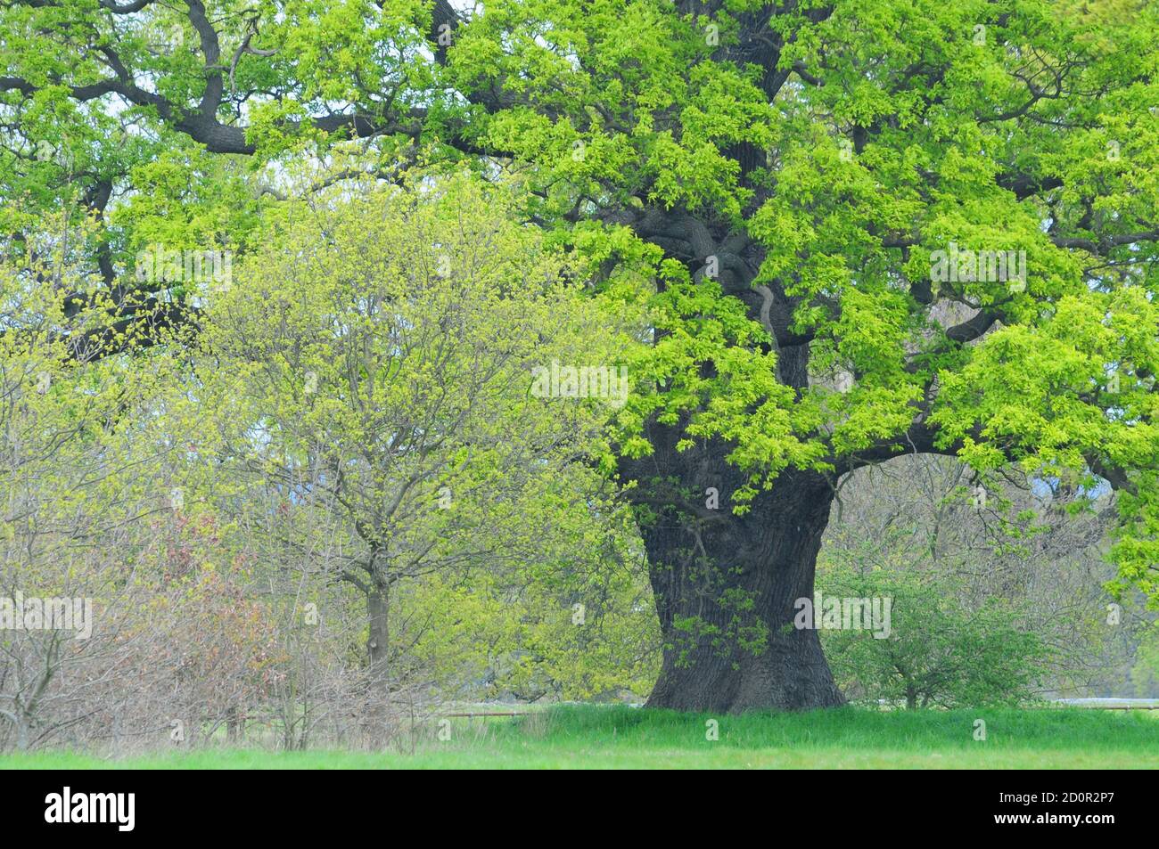 Mature pedunculate oak tree. Berkshire, UK Stock Photo - Alamy