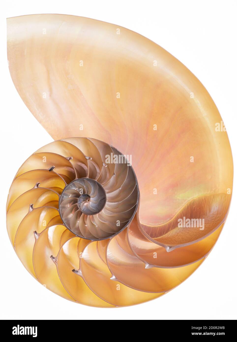 Detailed photo of a halved backlit shell of a chambered nautilus ...