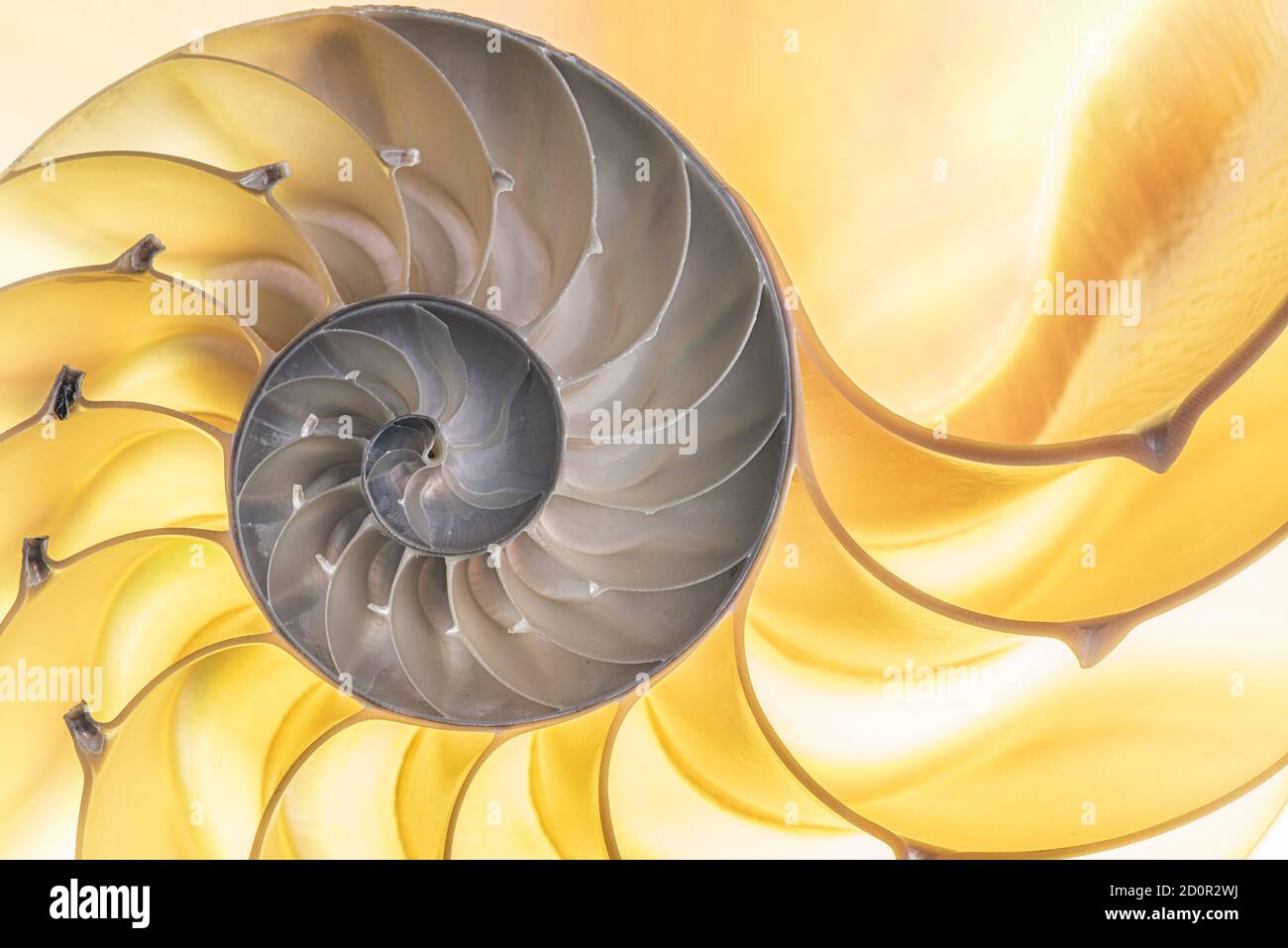 Detailed photo of a halved backlit shell of a chambered nautilus ...