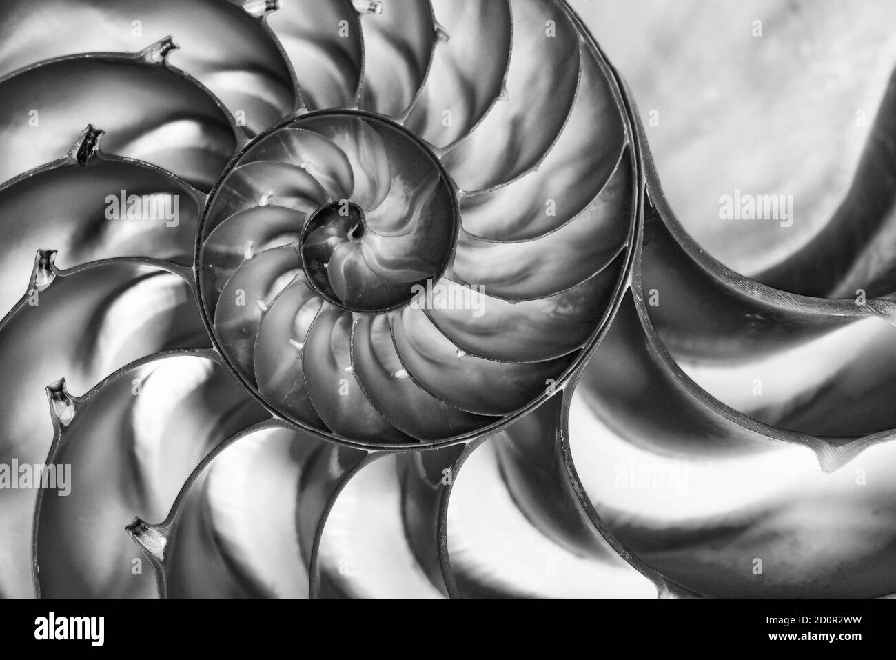 Detailed contrasty photo of a halved backlit shell of a chambered ...