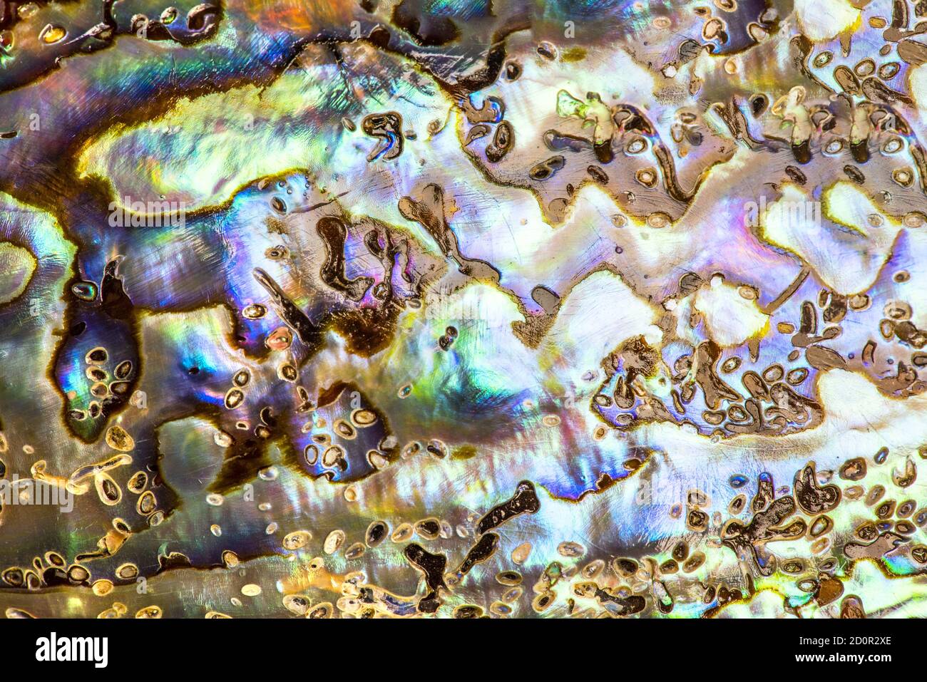 Macro of polished paua abalone sea shell (Haliotis iris) from the New ...