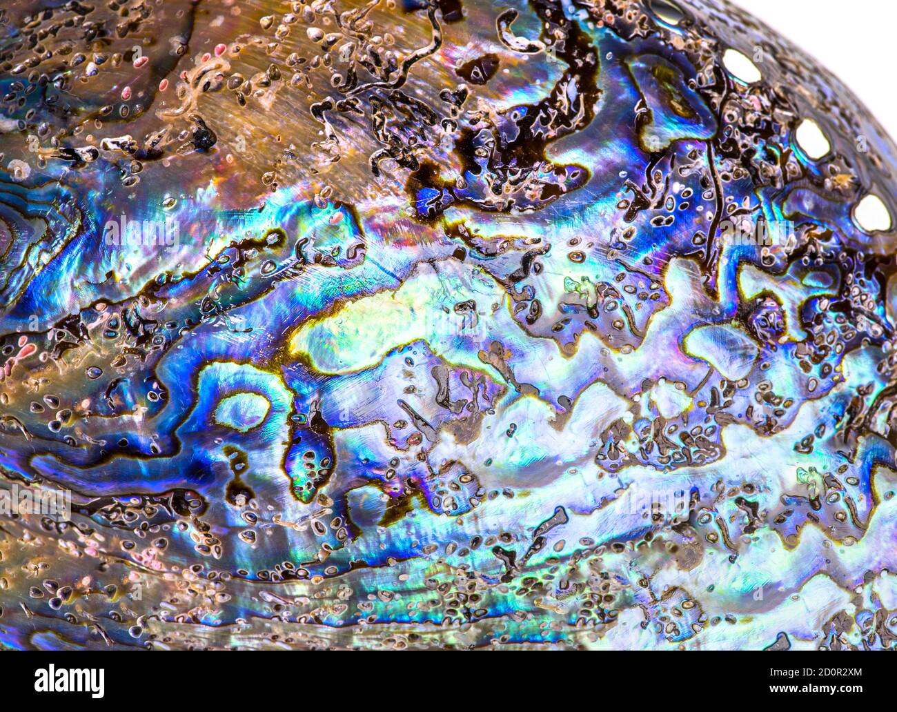 Rainbow abalone hi-res stock photography and images - Alamy