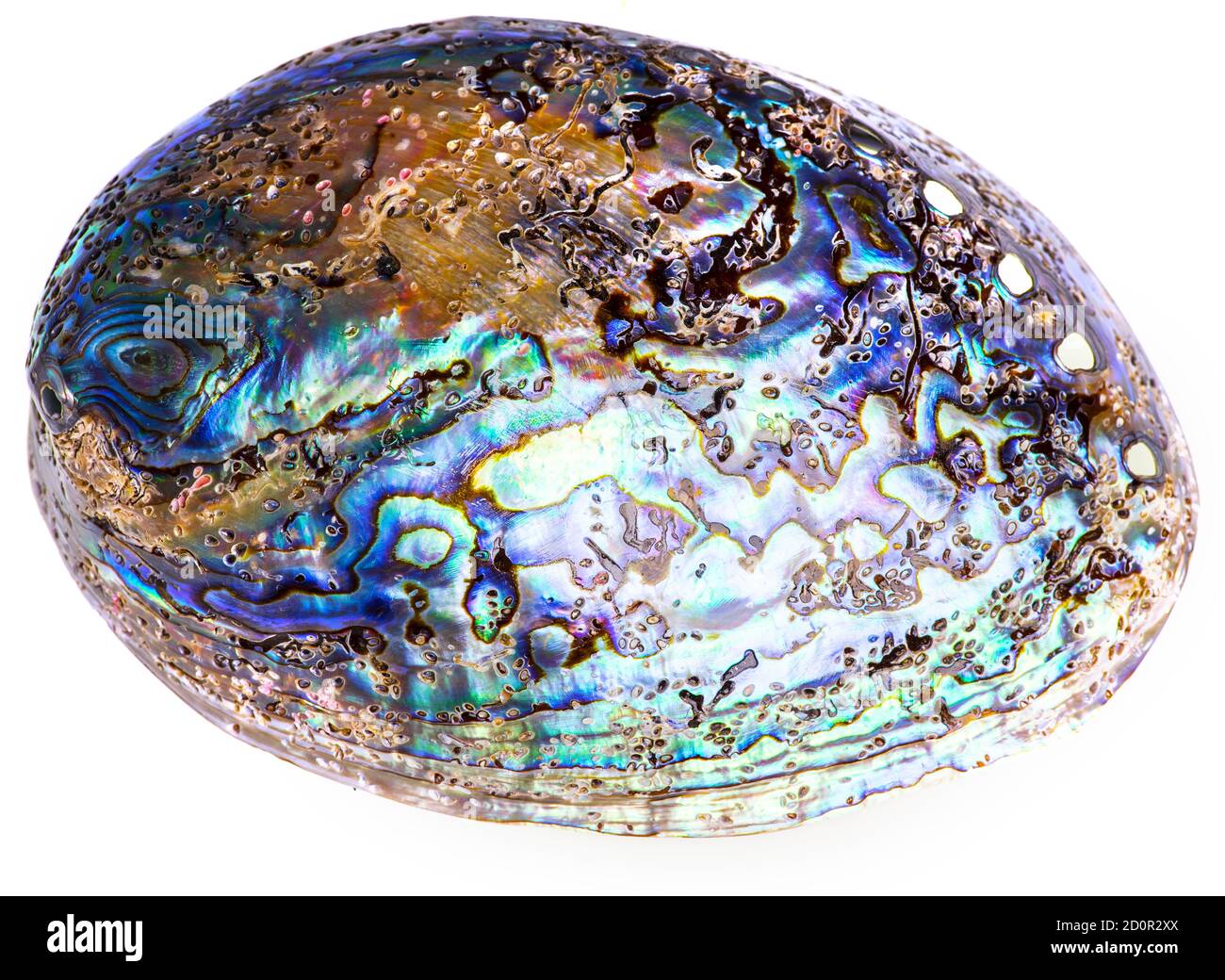 Polished paua abalone sea shell (Haliotis iris) from the New Zealand. Curves and layers are ...