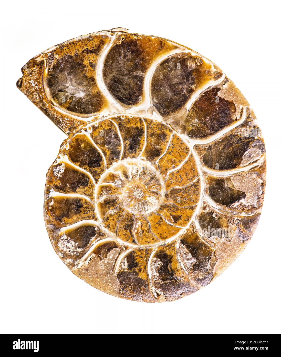 Ammonite is a prehistoric shell animal whoose spiral shell was ...
