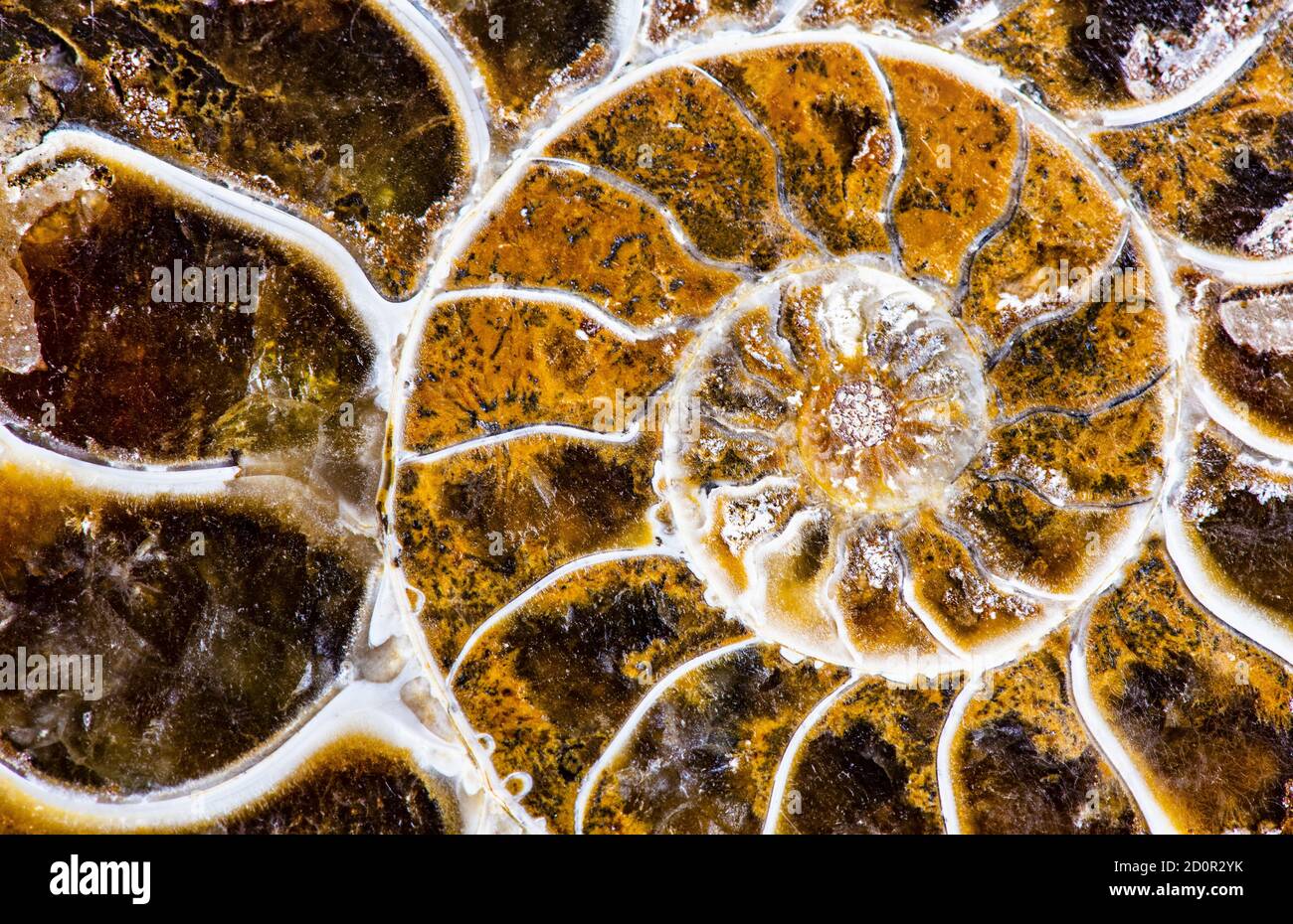 Ammonite is a prehistoric shell animal whoose spiral shell was ...