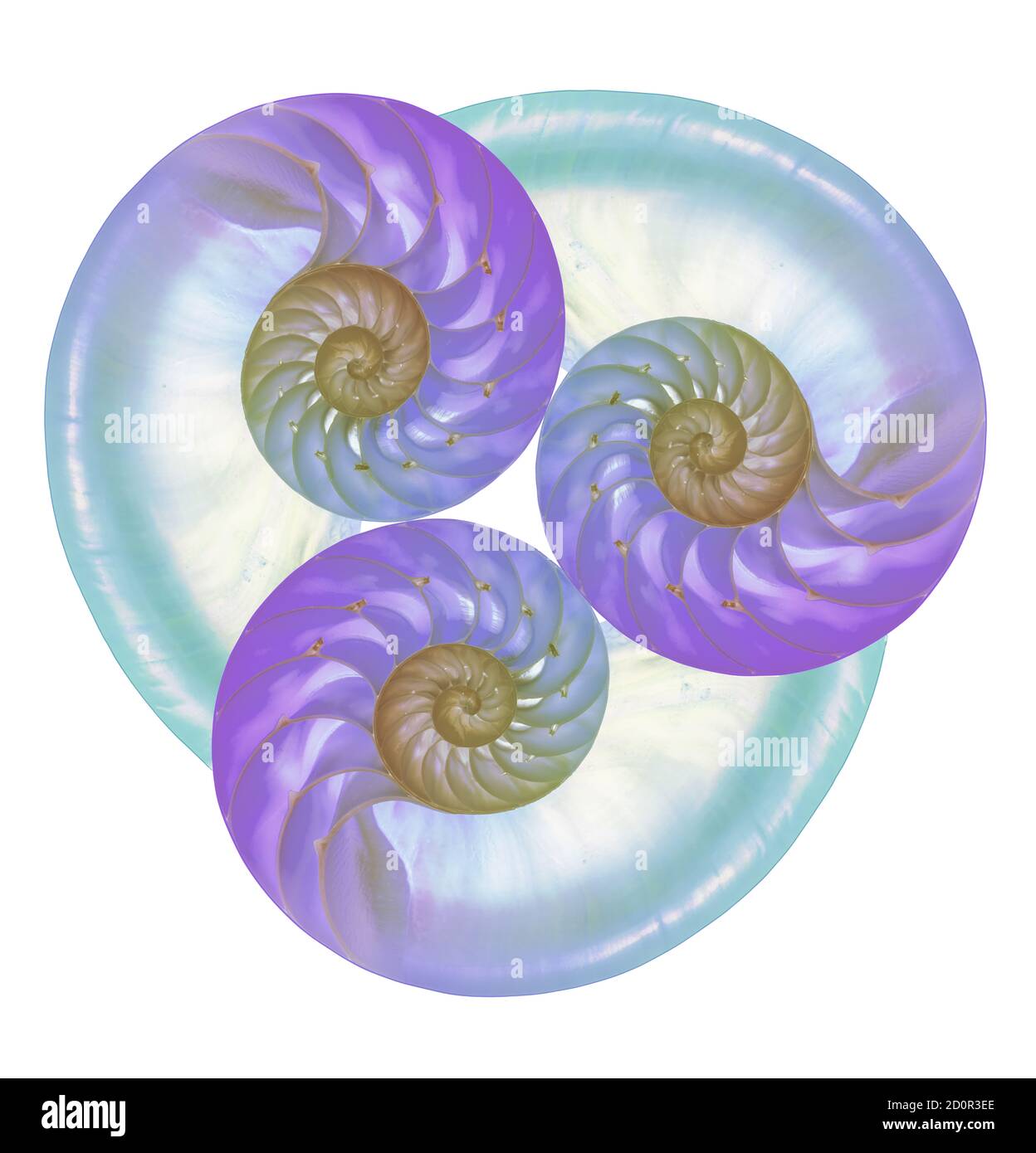 Chambered nautilus shells hi-res stock photography and images - Alamy