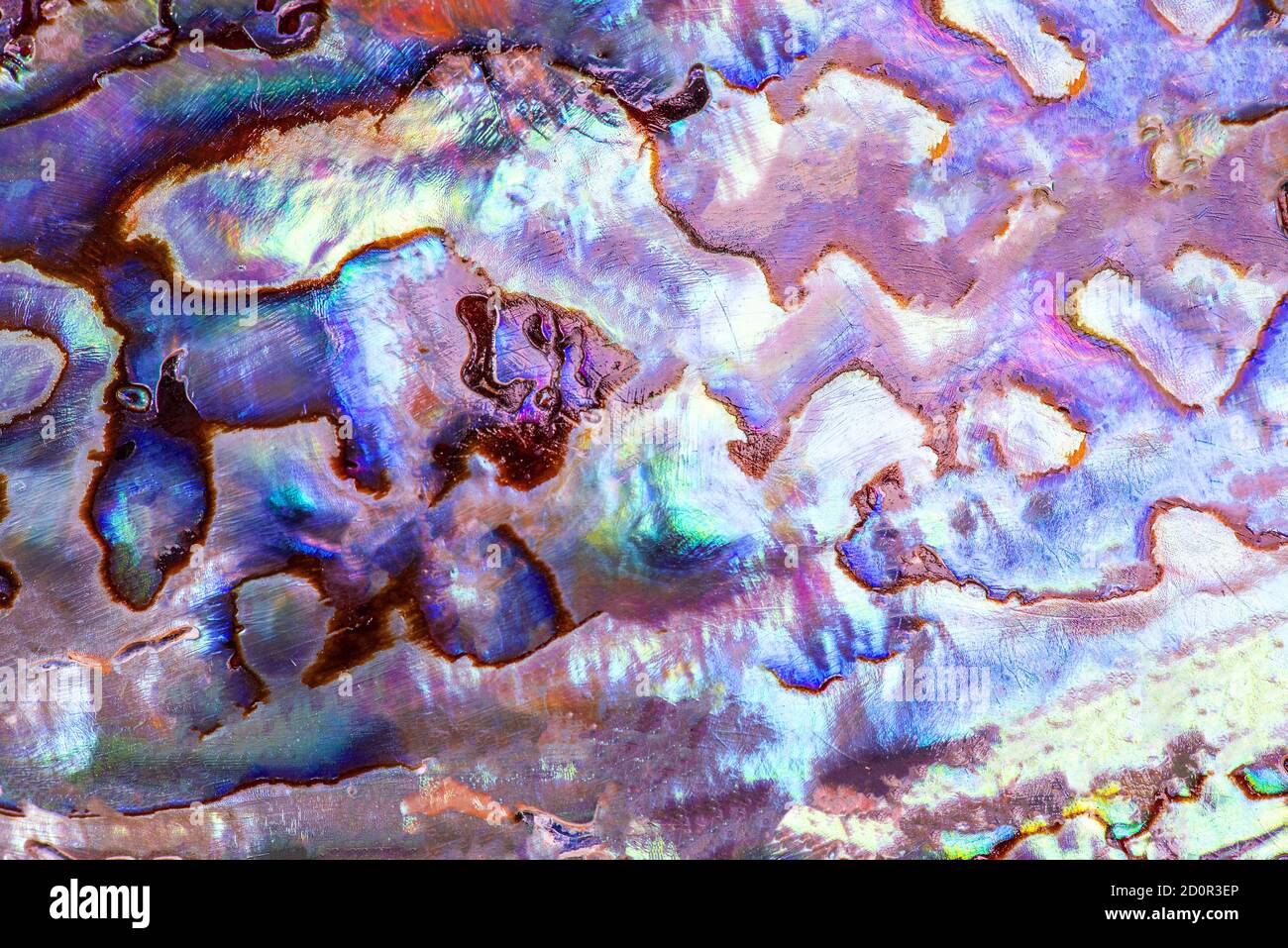Paua abalone hi-res stock photography and images - Alamy