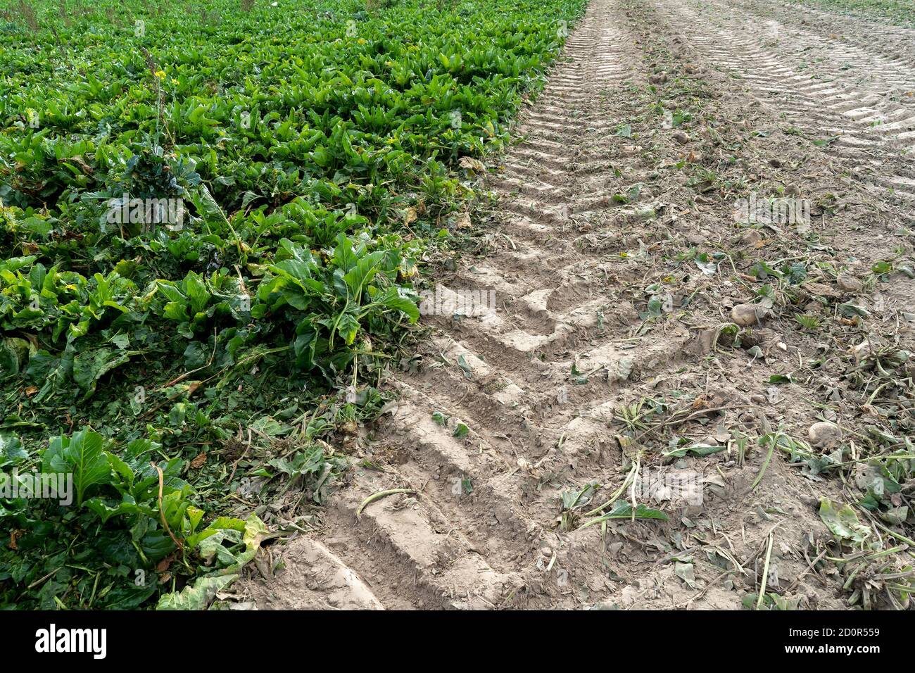 Tractor tread hi-res stock photography and images - Alamy
