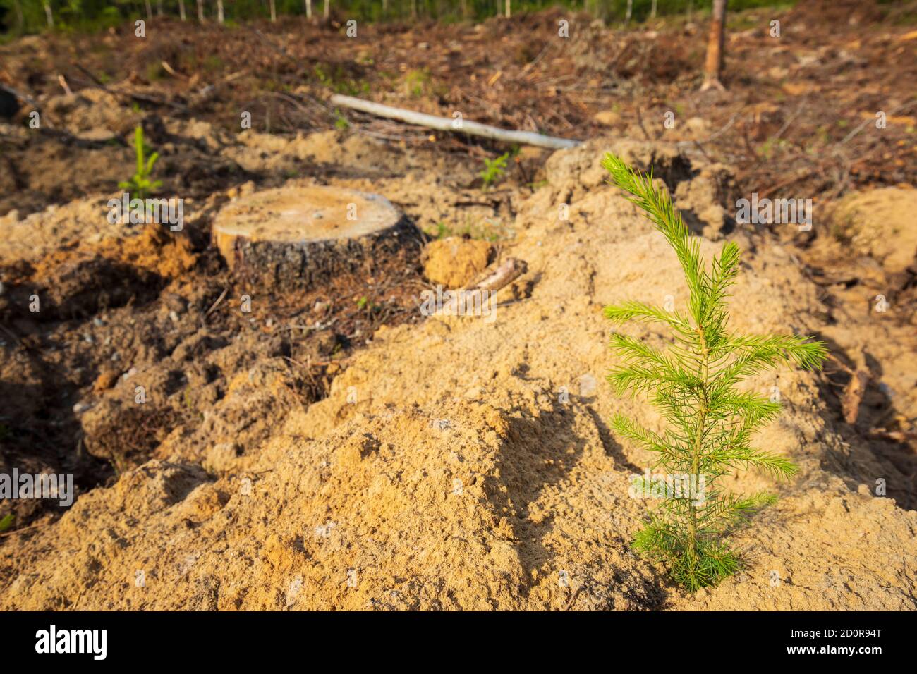 Reforestation after clear cutting , small European spruce sapling ...