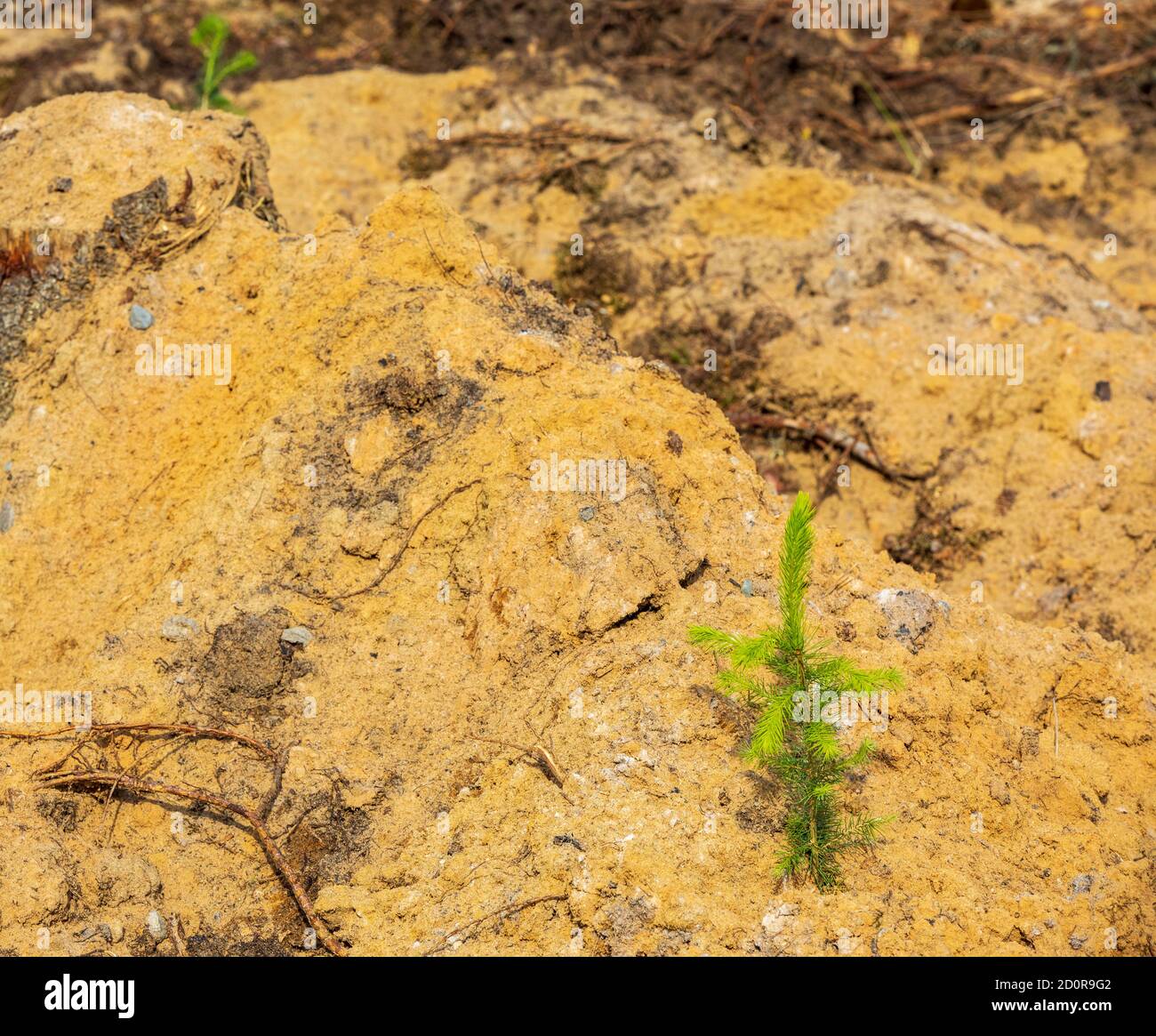 Spruce sapling hi-res stock photography and images - Alamy