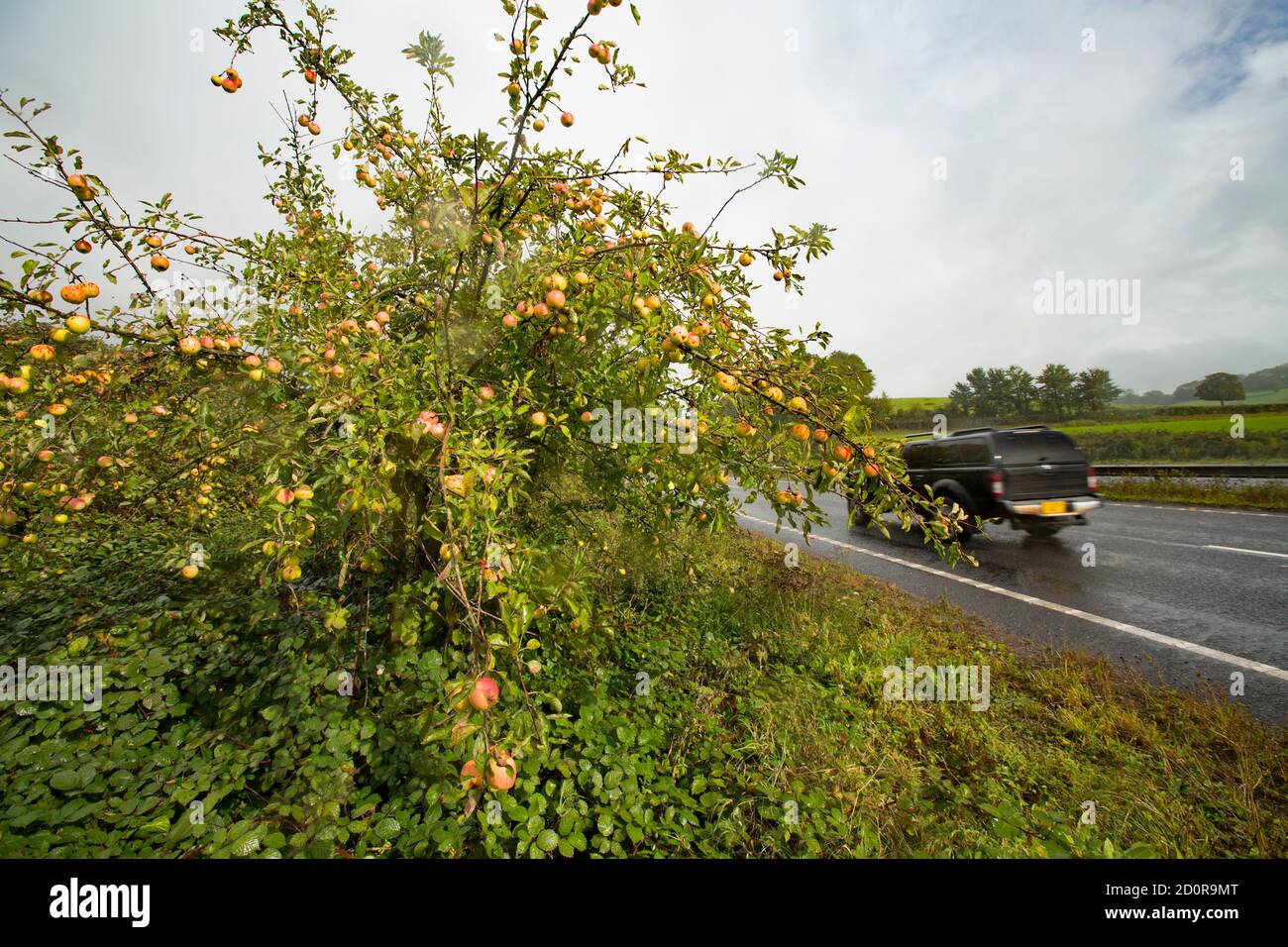 Non fruit bearing tree hi-res stock photography and images - Alamy