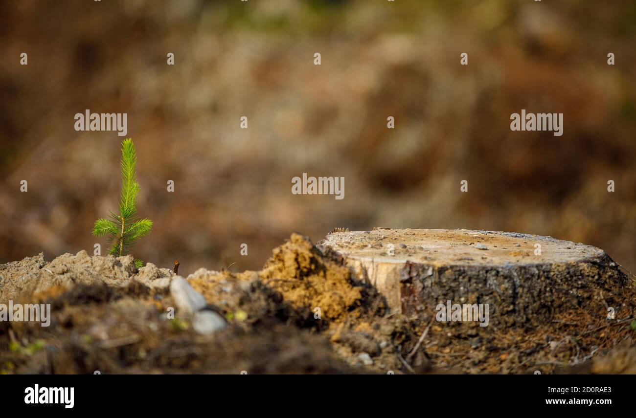 Fir tree sapling planting hi-res stock photography and images - Alamy