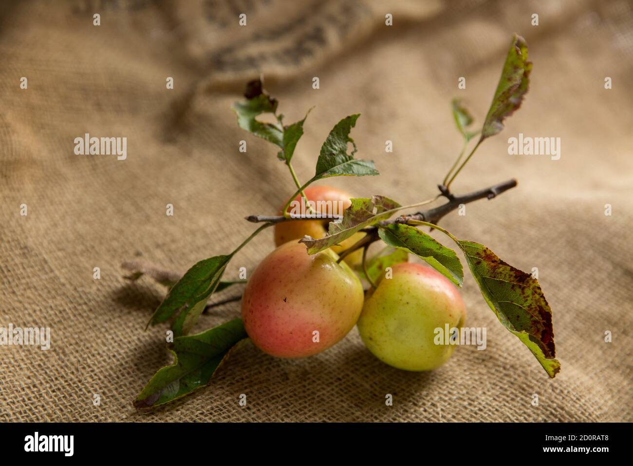 Apple cores hi-res stock photography and images - Alamy