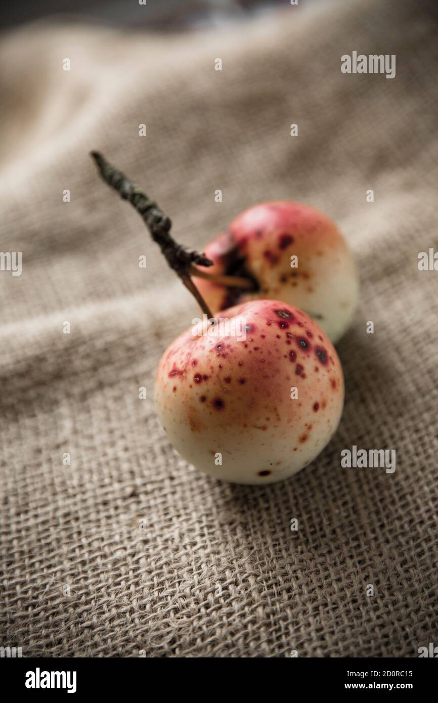 Two apples that have been picked from trees growing along the A303 in ...