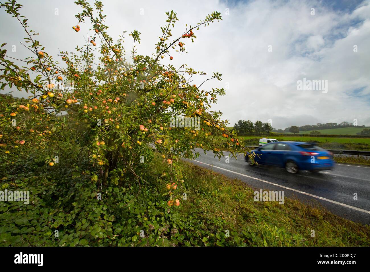 An apple tree growing along the side of the A303 in Somerset bearing ...