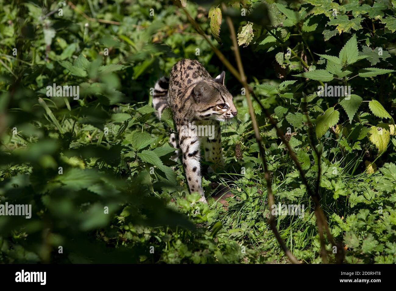 Léopardus tigrinus hi-res stock photography and images - Alamy