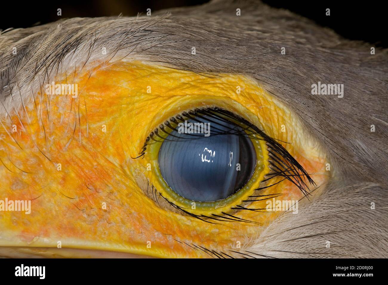 Secretary Bird, sagittarius serpentarius, Close Up of Eye Stock Photo ...