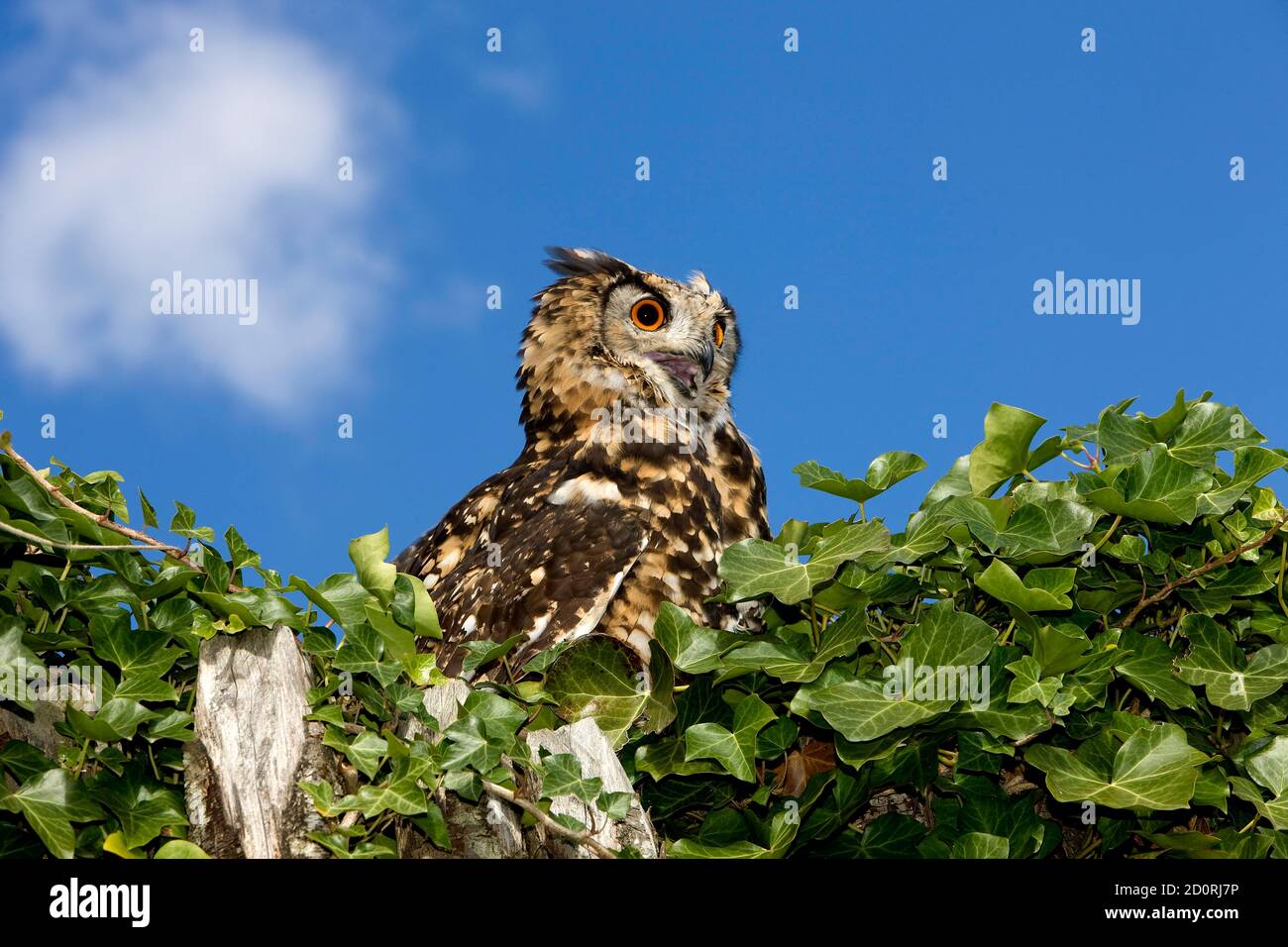 Cape Eagle Owl, bubo capensis Stock Photo - Alamy