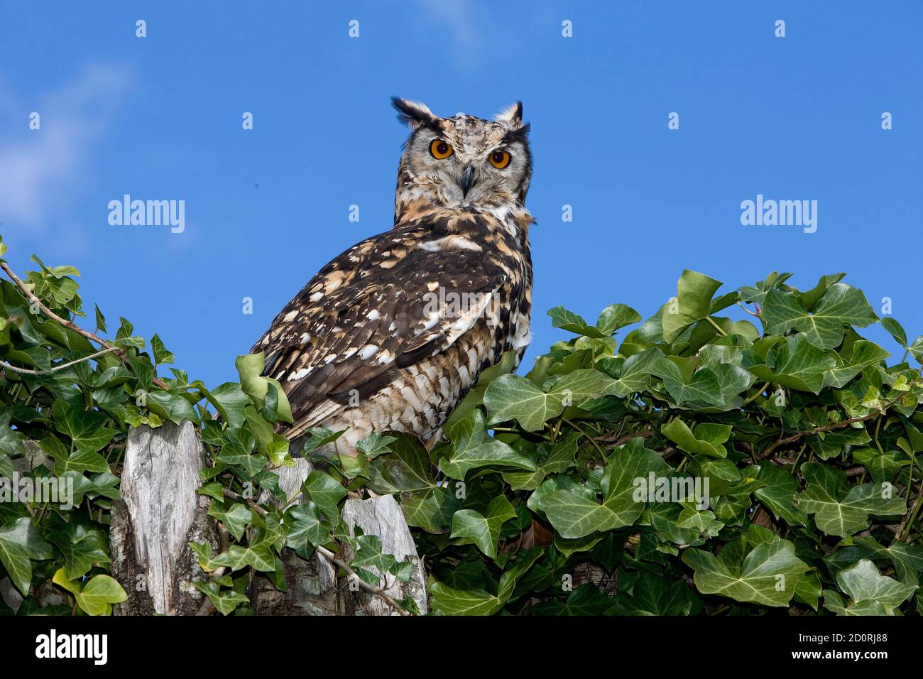Cape eagle owl bubo capensis hi-res stock photography and images - Alamy