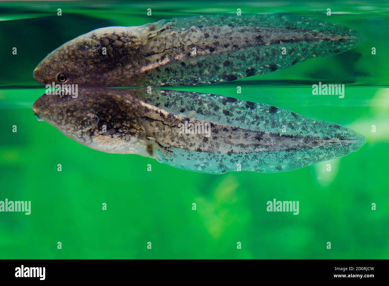 Edible Frog or Green Frog, rana esculenta, Tadpole standing in Pond ...