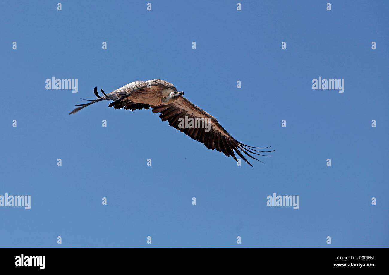 African White Backed Vulture, gyps africanus, Adult in Flight against ...
