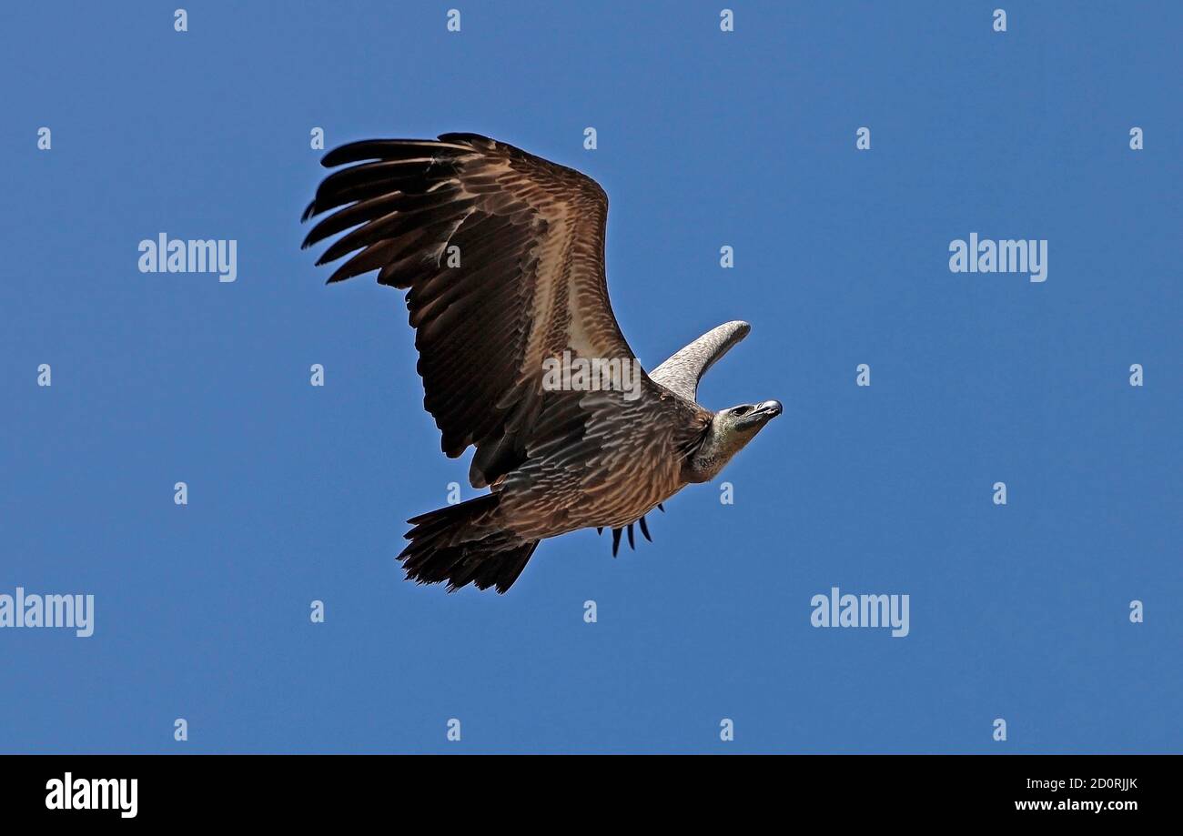 African White Backed Vulture, gyps africanus, Adult in Flight against ...