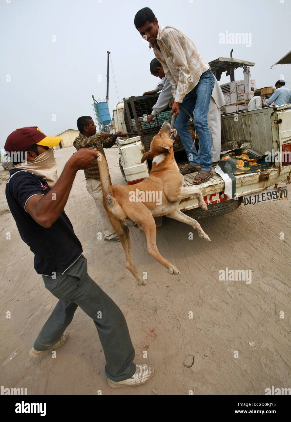 Stray animal capture hi-res stock photography and images - Alamy