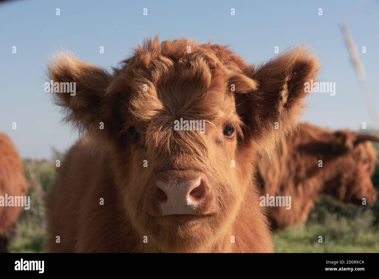 Highlander cattle hi-res stock photography and images - Alamy