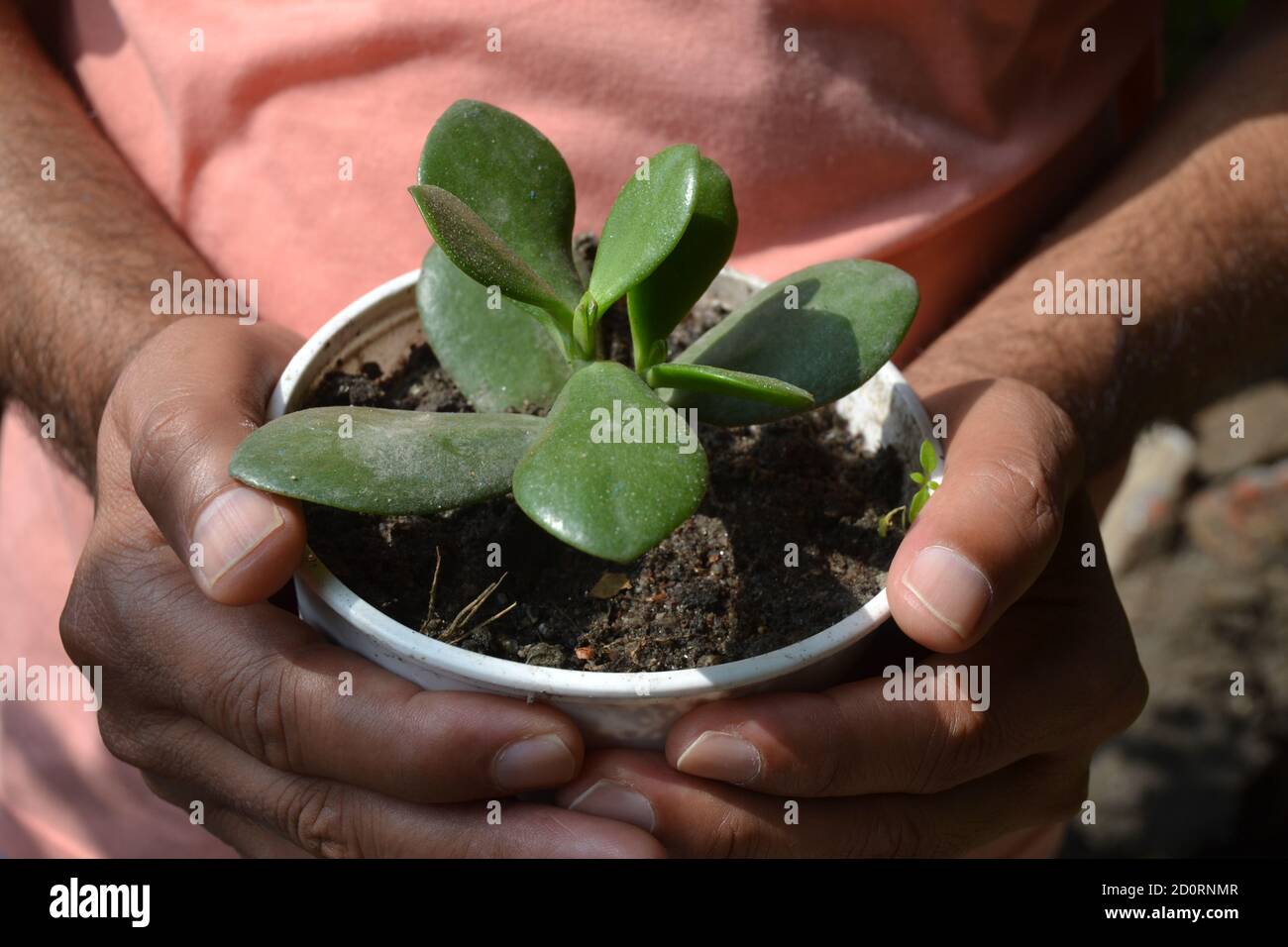small plant in human hands, pot Stock Photo - Alamy