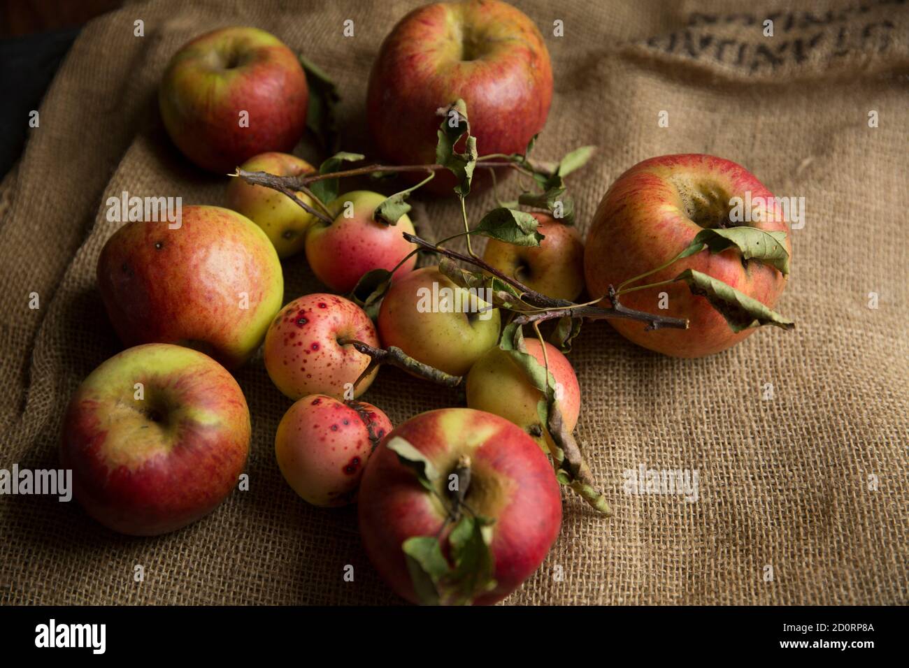 Apples that have been picked from trees growing along the A303 in ...