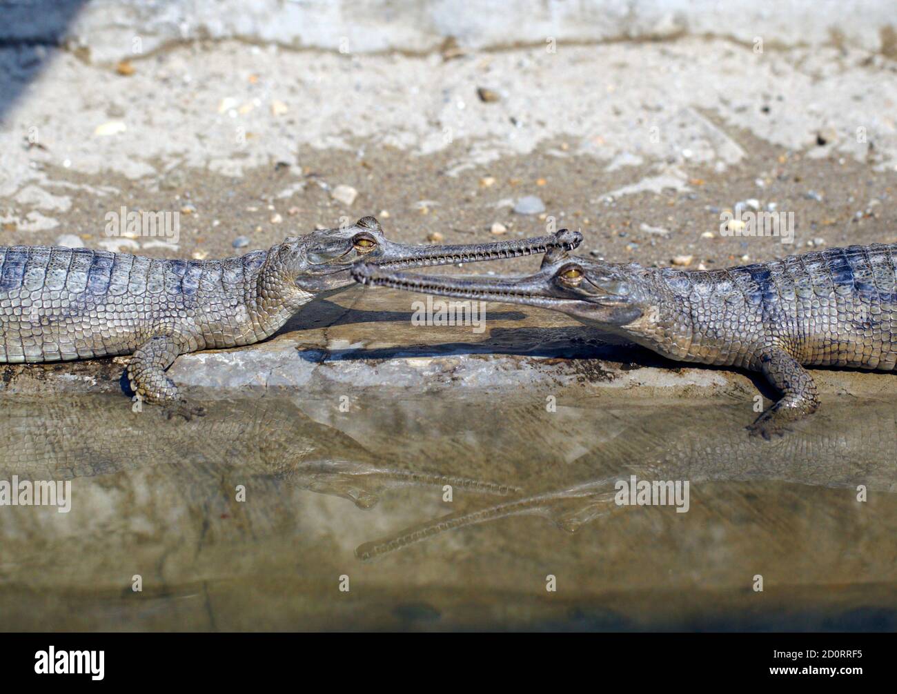 Gharial crocodile breeding center High Resolution Stock Photography and Images - Alamy