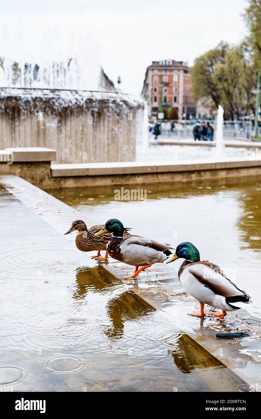 Two drakes and one duck drink water from the fountain Stock Photo - Alamy