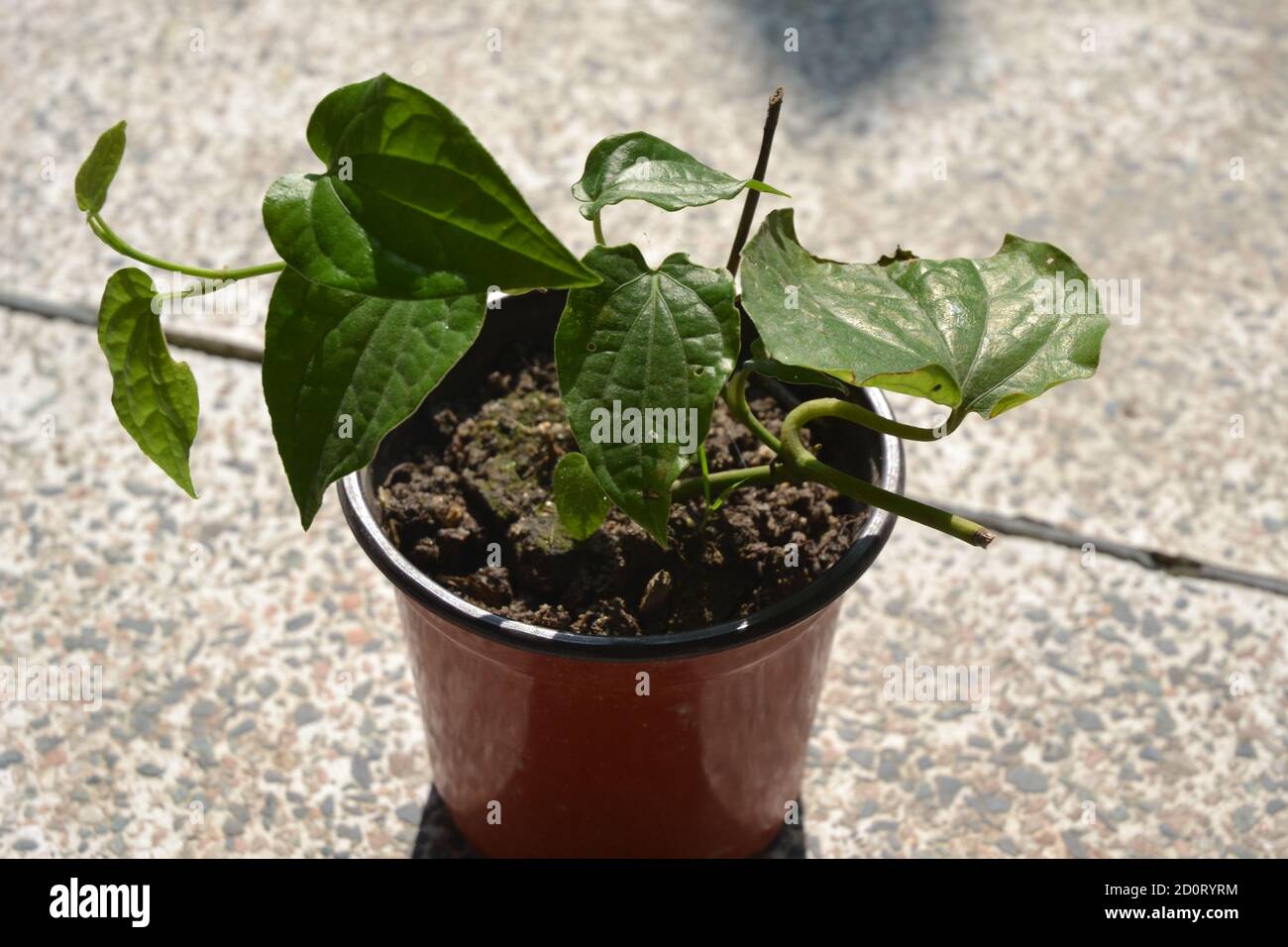 Betel chewing tradition hi-res stock photography and images - Alamy