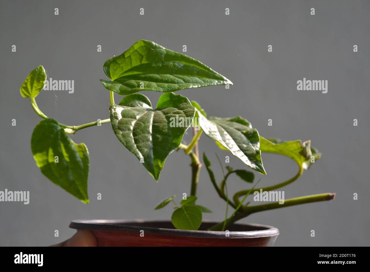 Betel Plant in a pot Stock Photo - Alamy